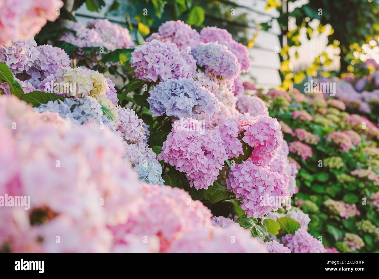 Hydrangea bush in bloom. Beautiful garden Stock Photo - Alamy