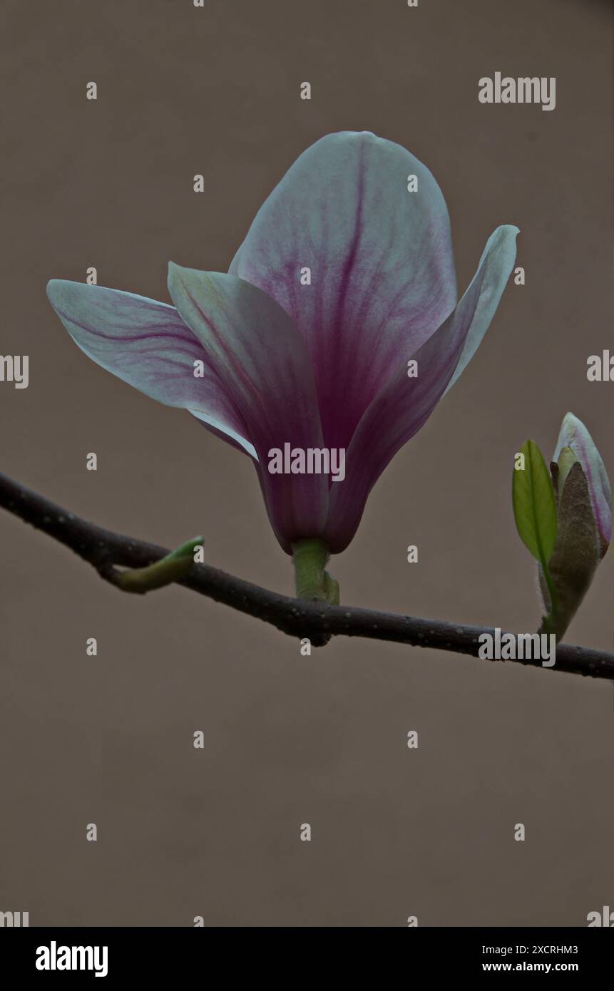Magnolia tree flower hi-res stock photography and images - Alamy