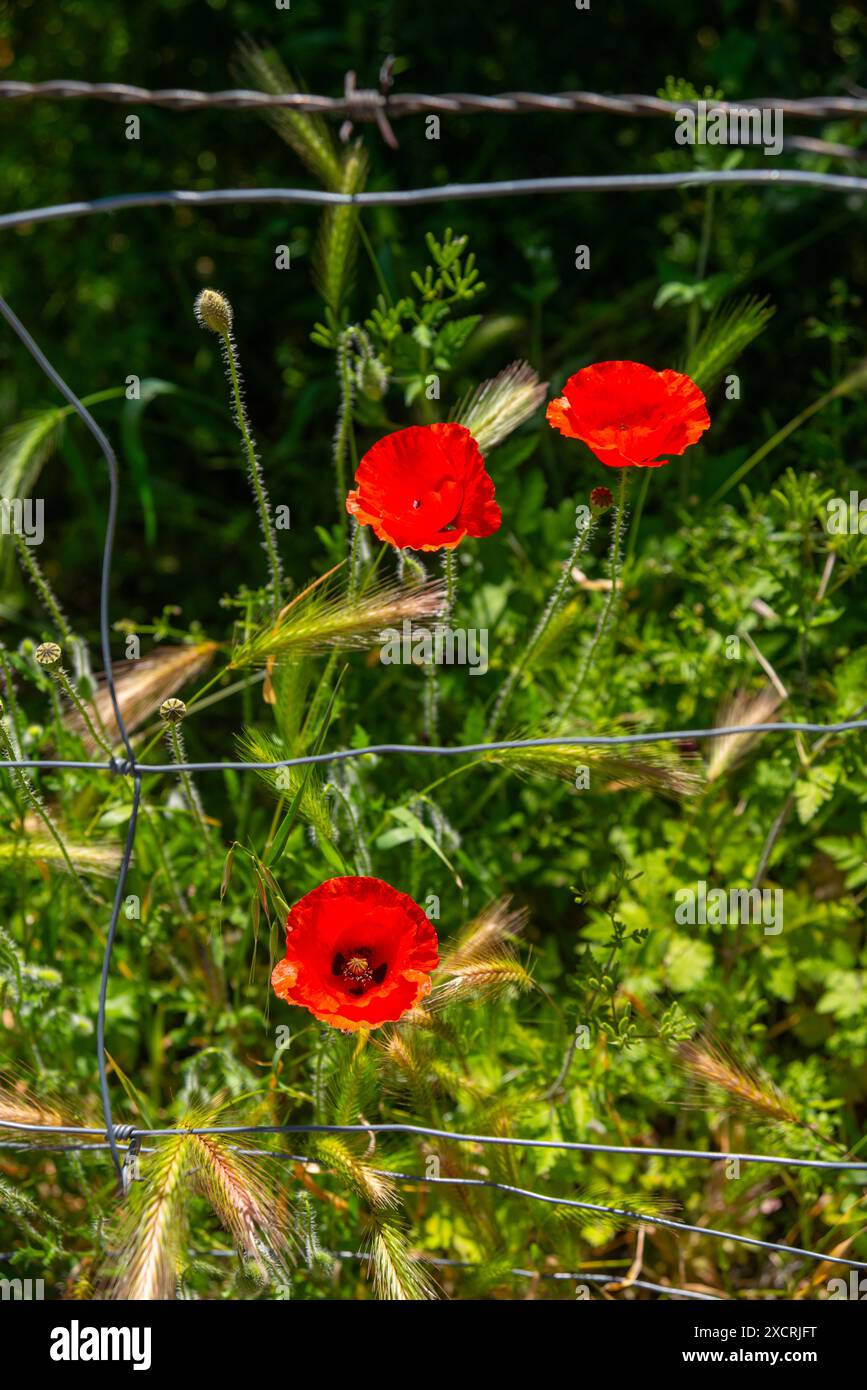 Poppy flowers and barbed wire Stock Photo - Alamy