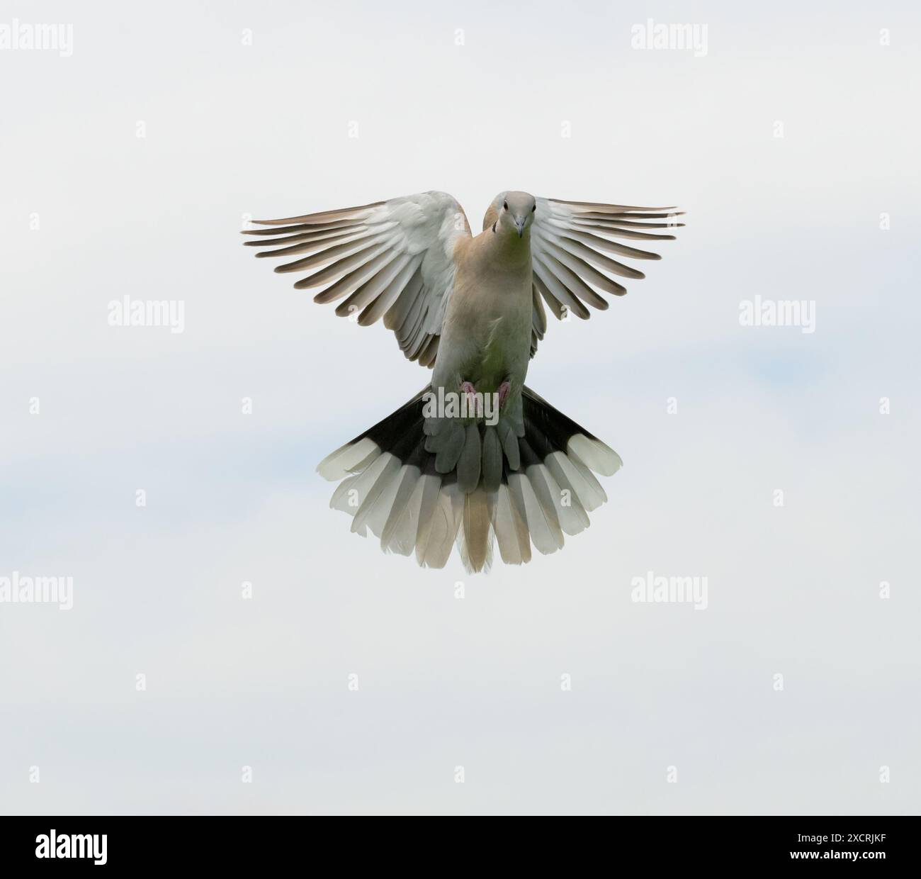 Front view of an Eurasian Collared-Dove in flight, with cloudy sky ...