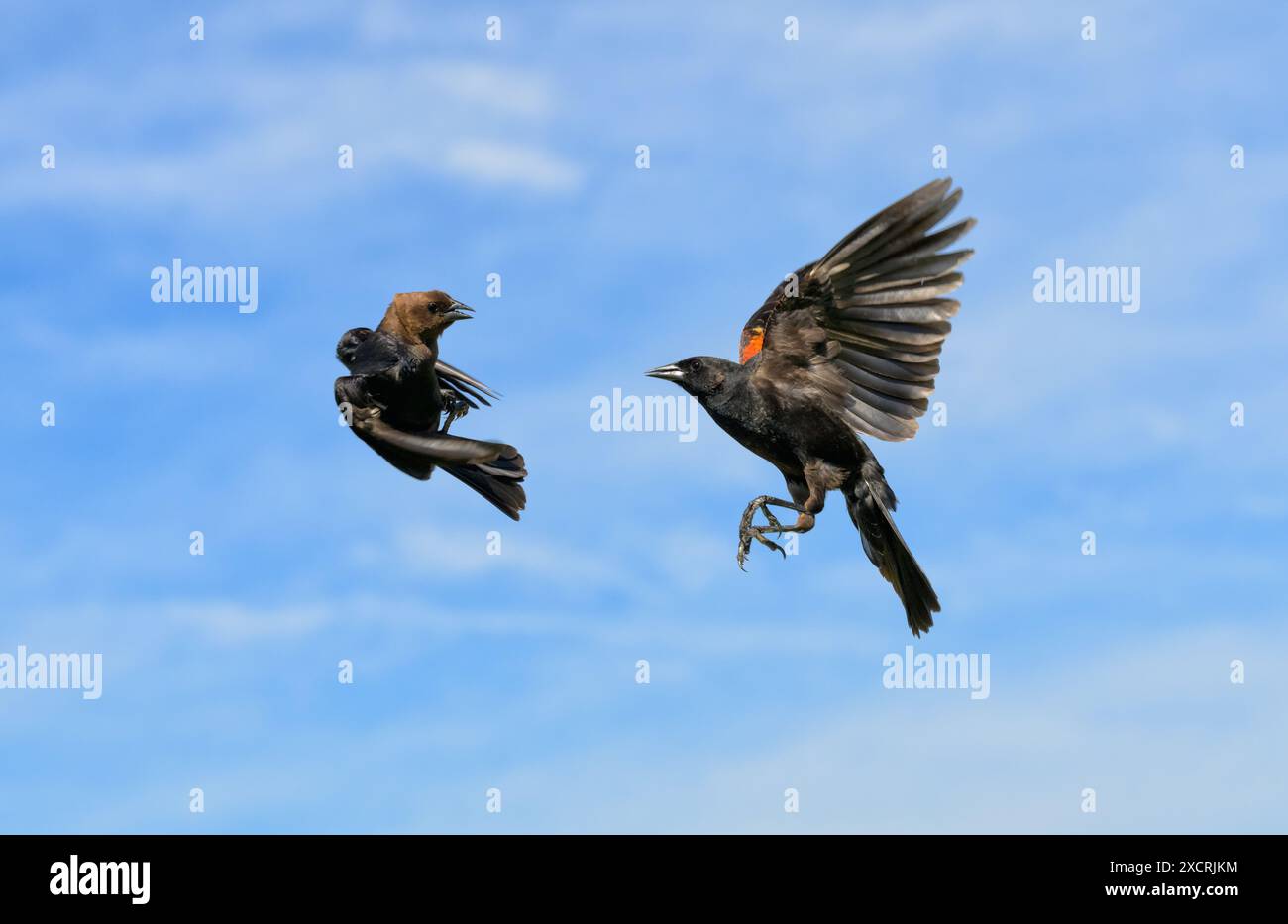 Male Brown-headed Cowbird and a male Red-shouldered Blackbird in flight ...