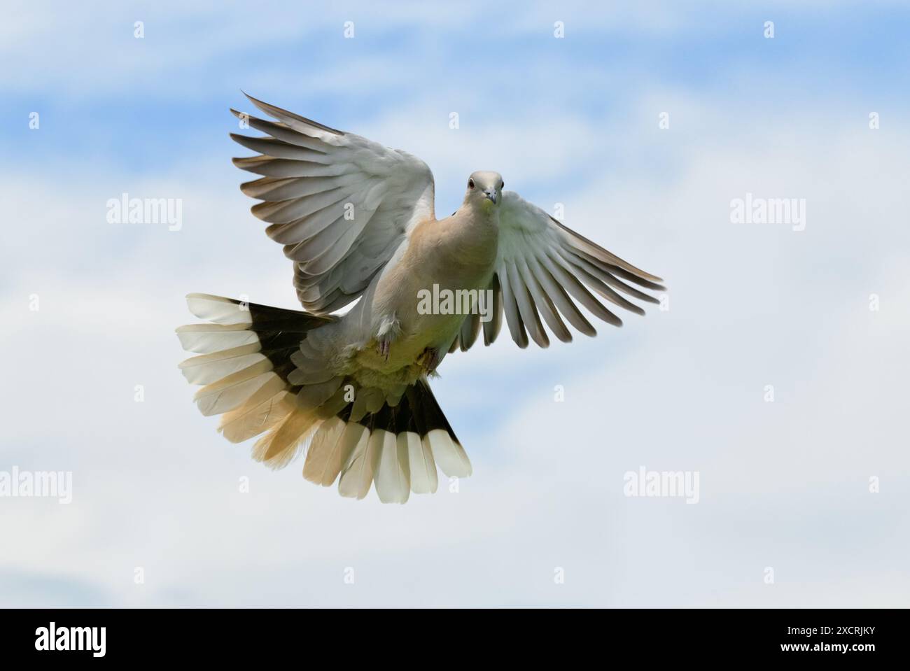 Beautiful Eurasian Collared-Dove in flight, facing the viewer Stock ...