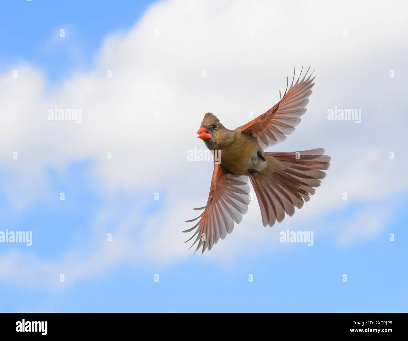 Female Northern Cardinal in flight, with cloudy sky background Stock ...