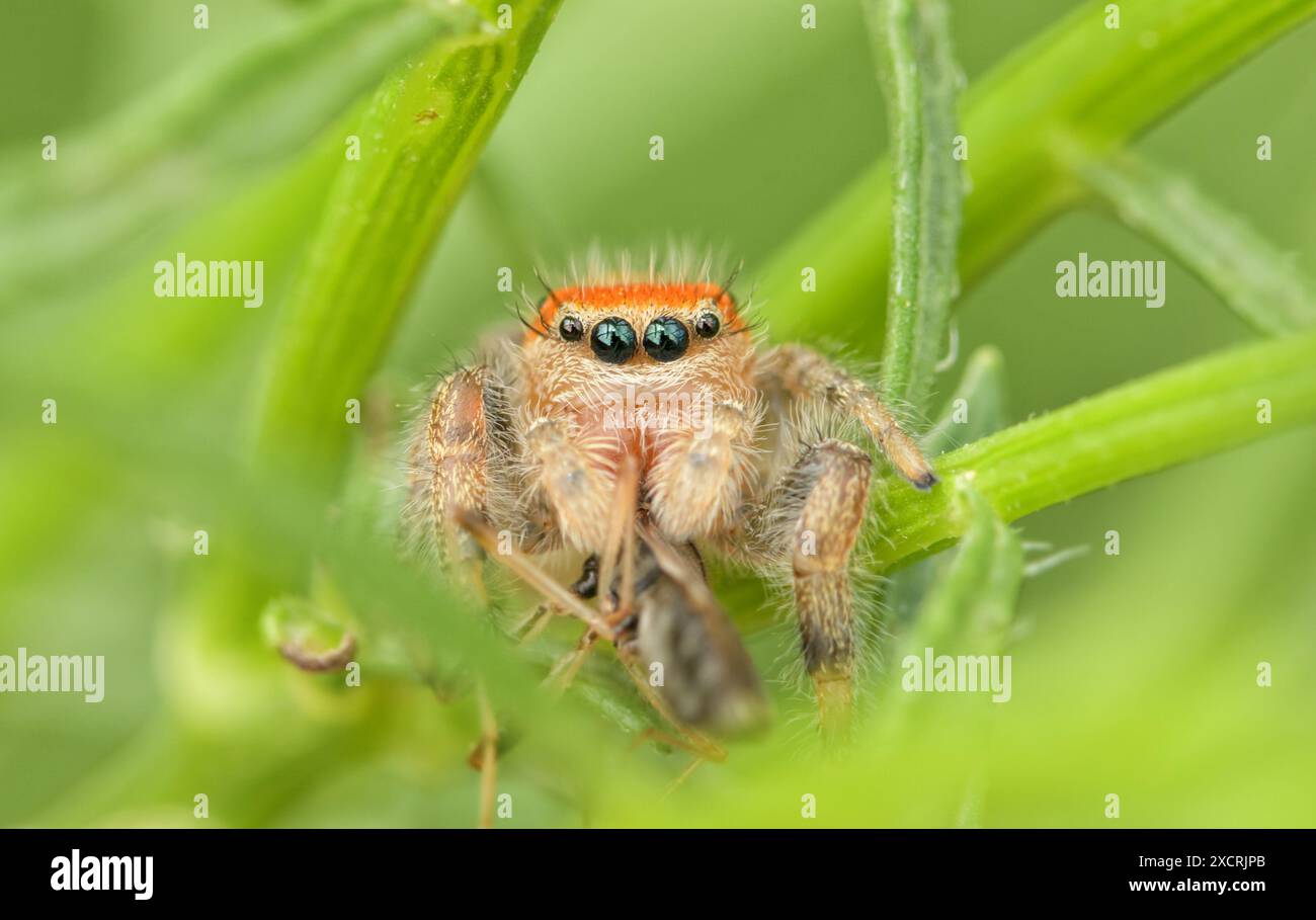 Tiny, sub-adult, Cardinal Jumping spider eating a bug among greenery ...