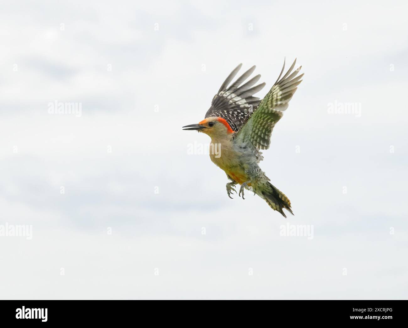 Black woodpecker in flight hi-res stock photography and images - Alamy