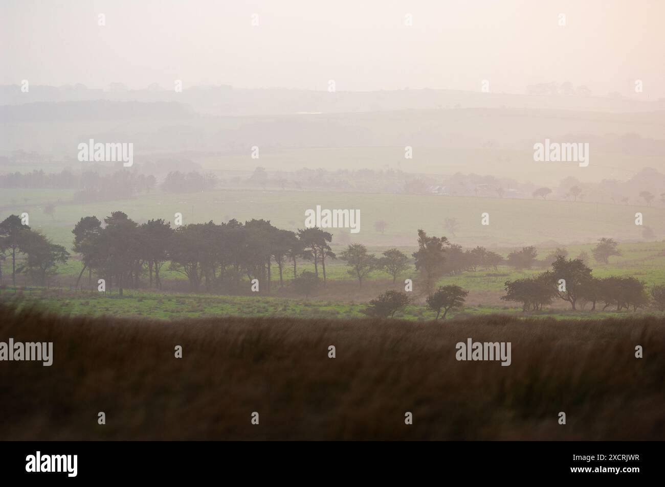 Trees seen through mist, near Jubilee Tower, Lancashire, England ...