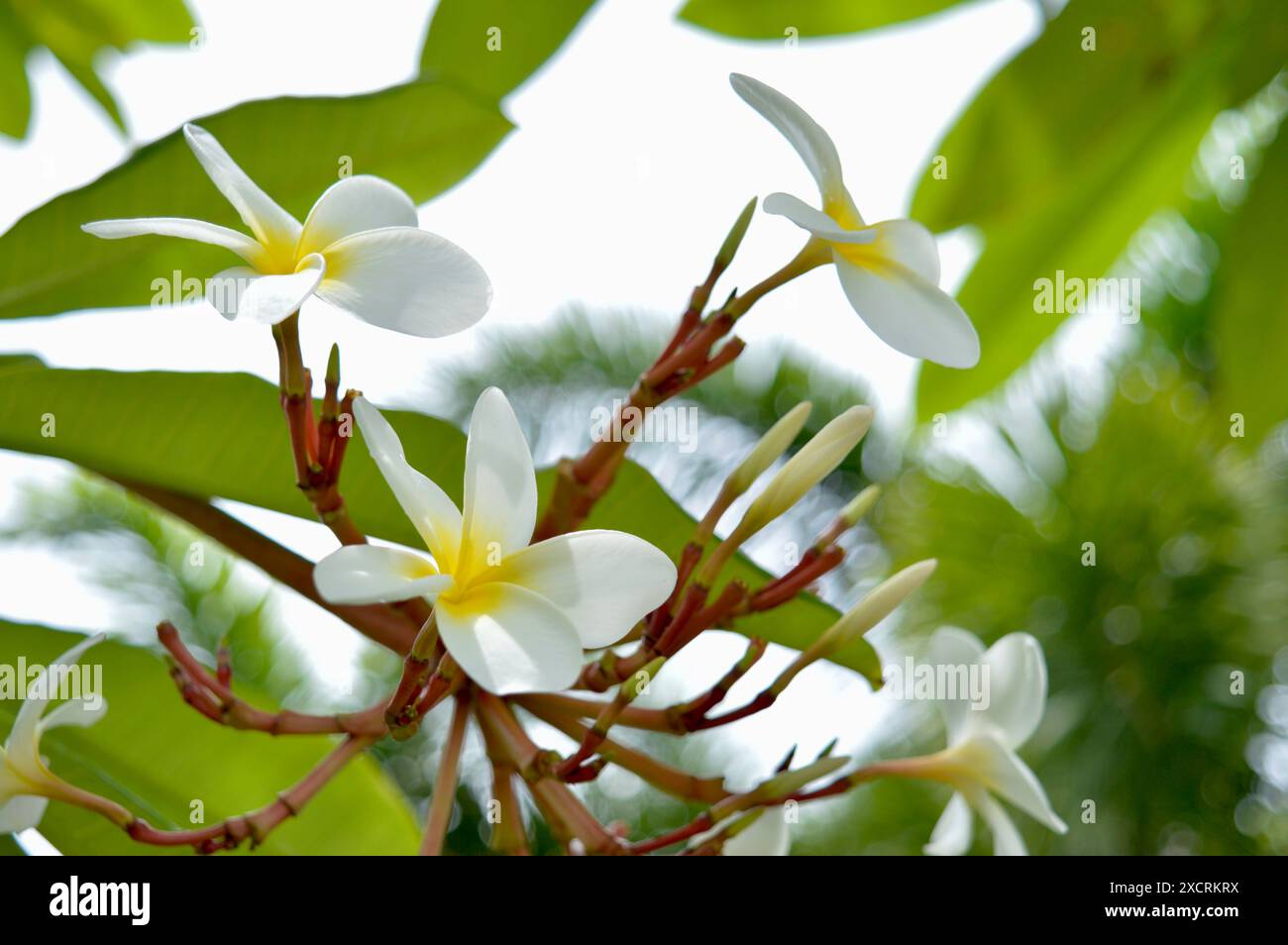 Frangipani plumeria orchid flower hi-res stock photography and images ...