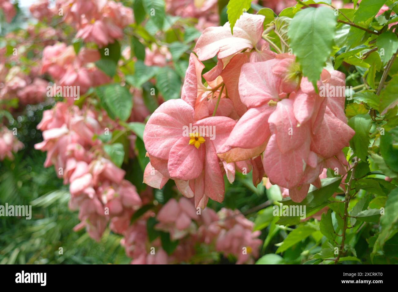 Dominican republic flower plant hi-res stock photography and images - Alamy