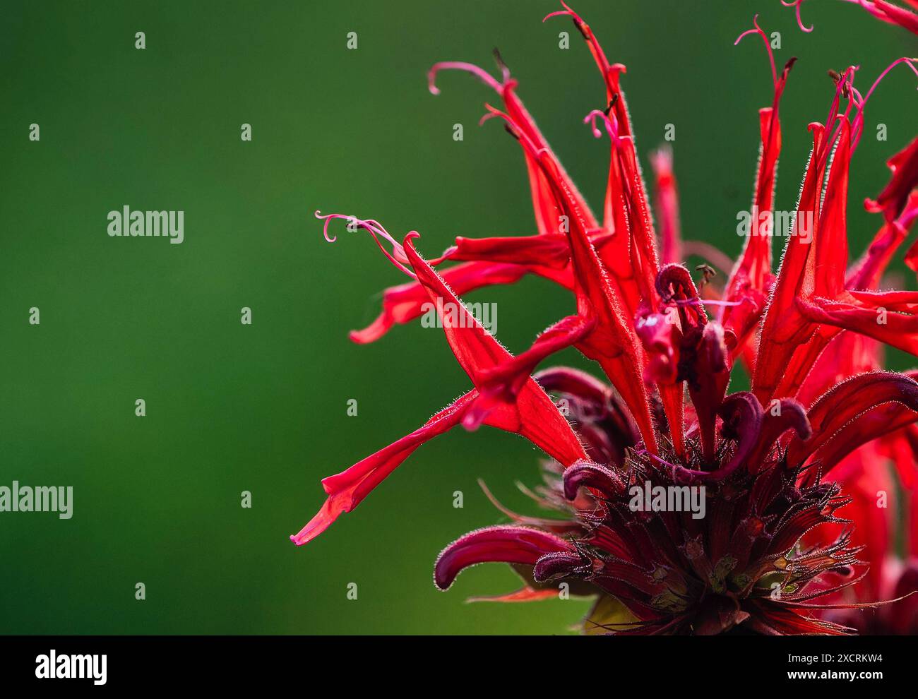 Balm flower hi-res stock photography and images - Alamy