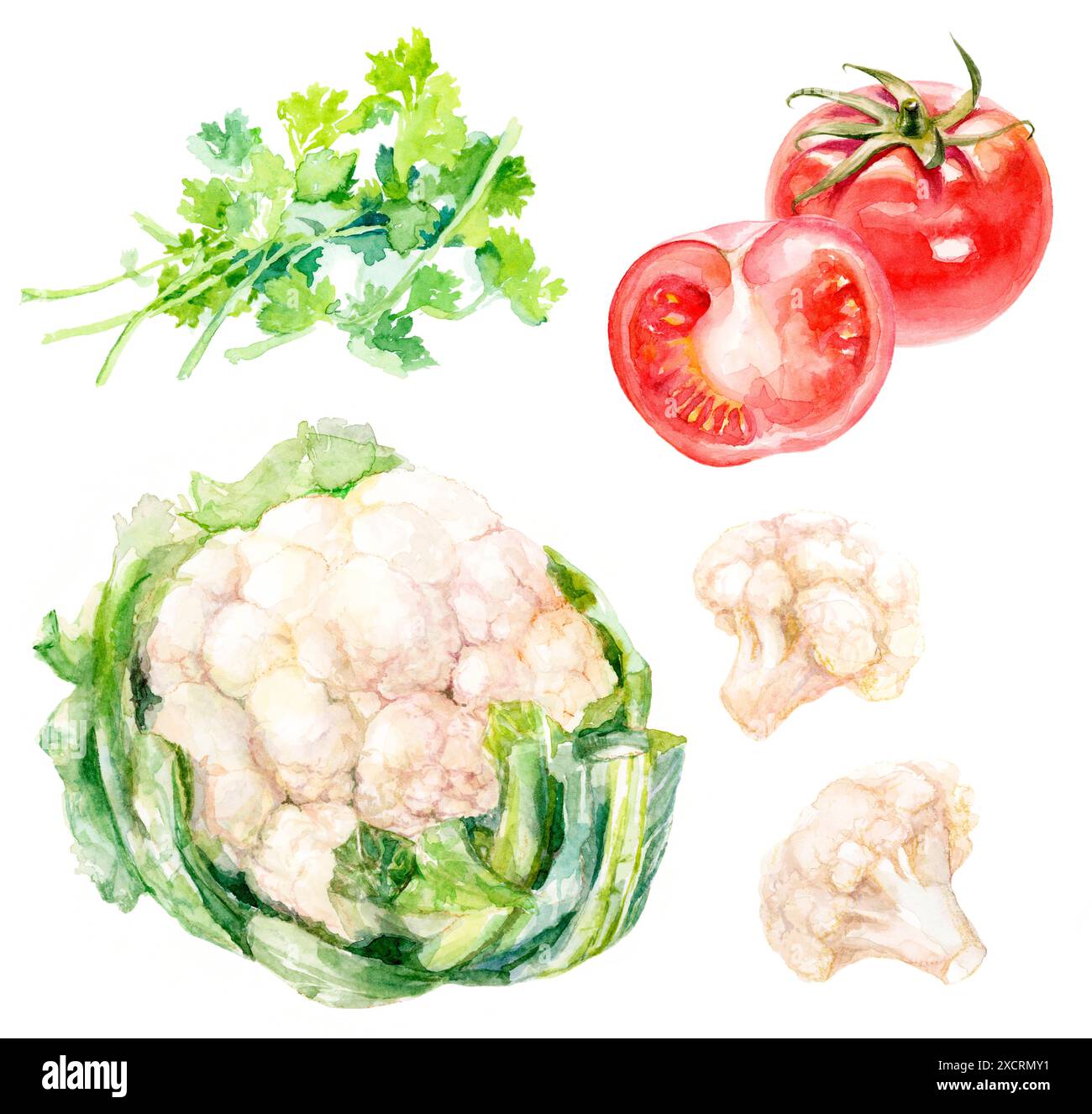 Watercolor painting of vegetables tomatoes, cauliflower, cilantro ...