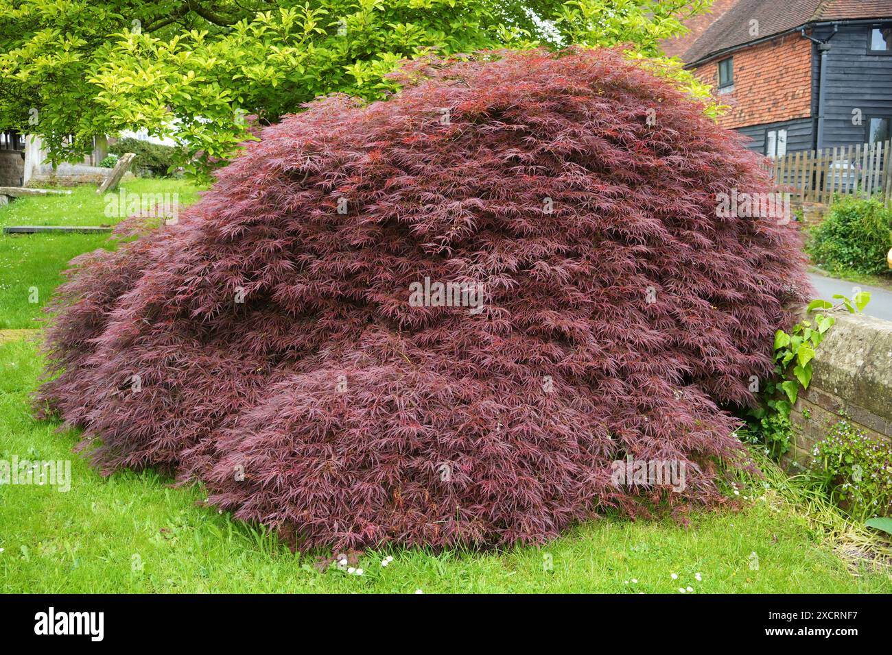 Purple leaf japanese maple hi-res stock photography and images - Alamy