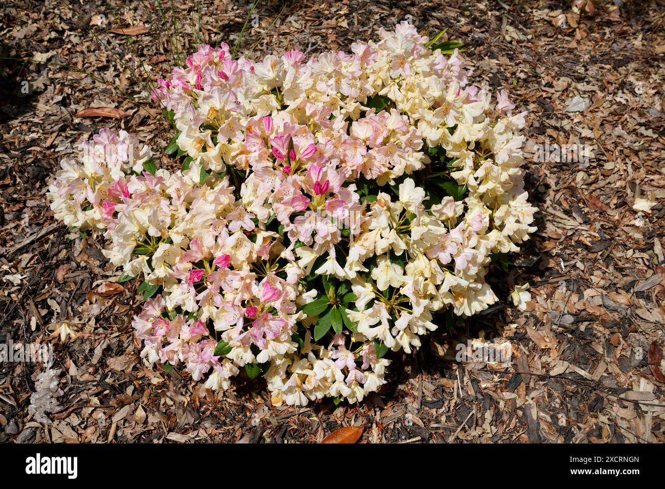 Beautiful white and pink Rhododendron plant in the sunshine Stock Photo ...