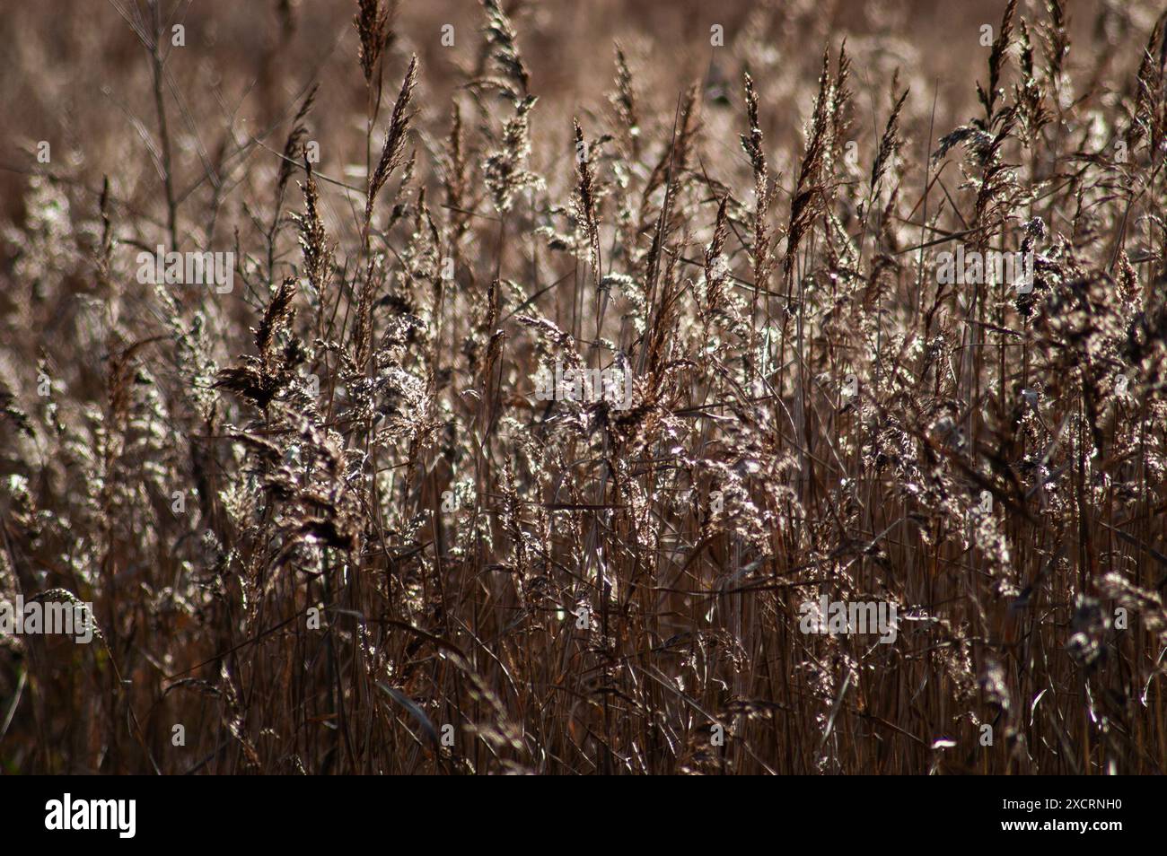 Abstract view of reeds, Leighton Moss, RSPB Nature Reserve, Arnside and ...