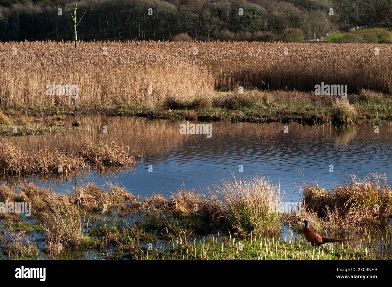 Male Pheasant in amongst the reedbeds, Leighton Moss, RSPB Nature ...