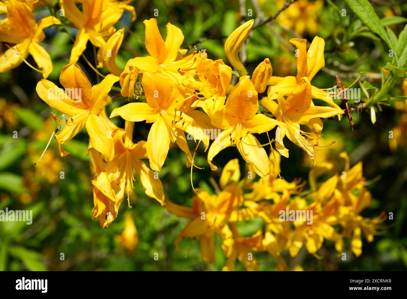 Beautiful Yellow Azalea, Rhododendron Luteum, in the summer sunshine ...