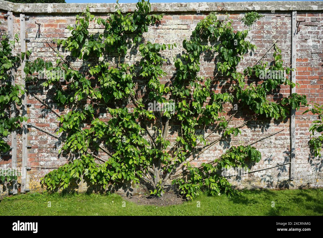 Stunning climbing Chinese Pear Plant, Pyrus Pyrifolia, in the sunshine ...