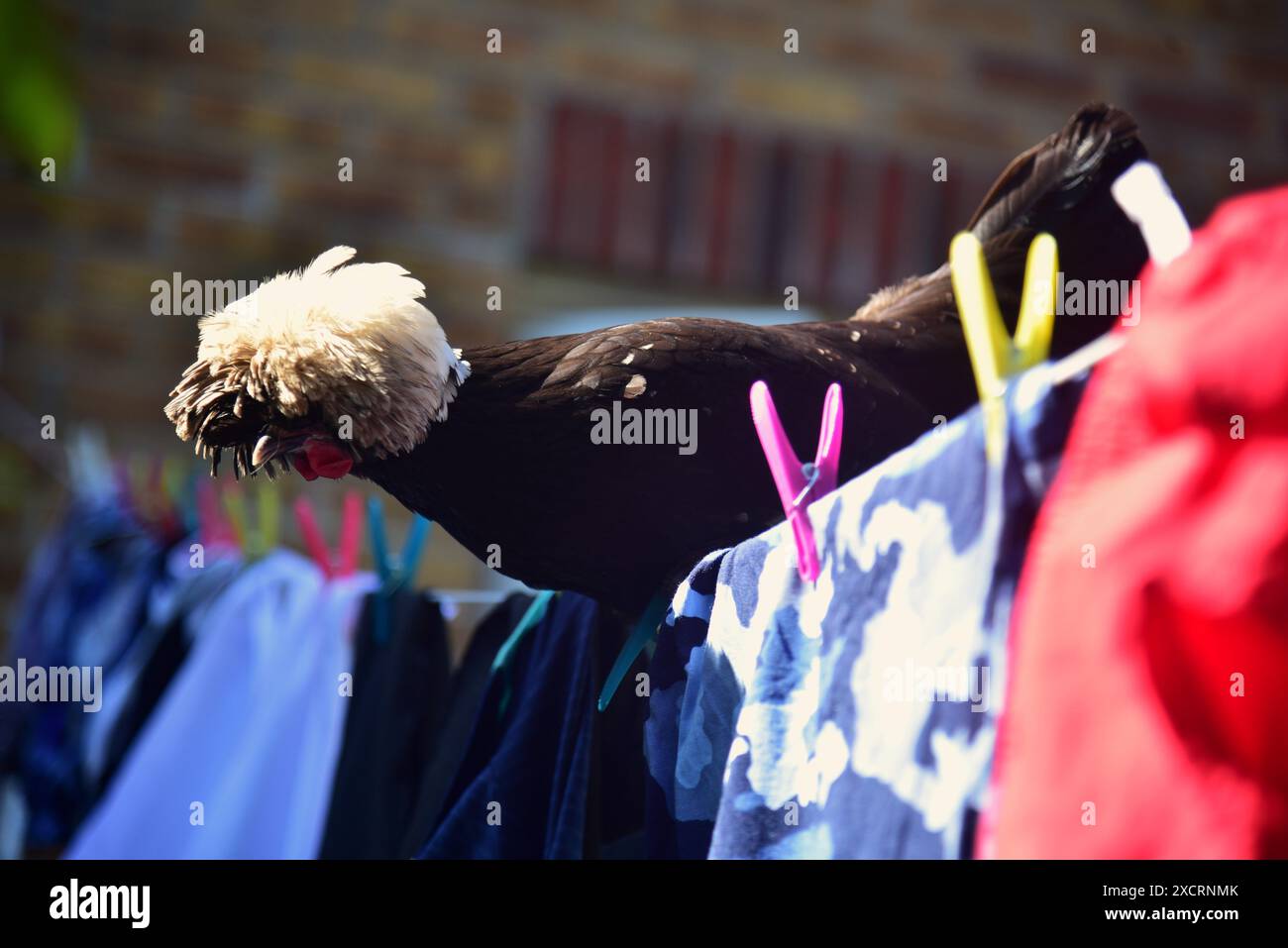 White crested polish bantam hi-res stock photography and images - Alamy