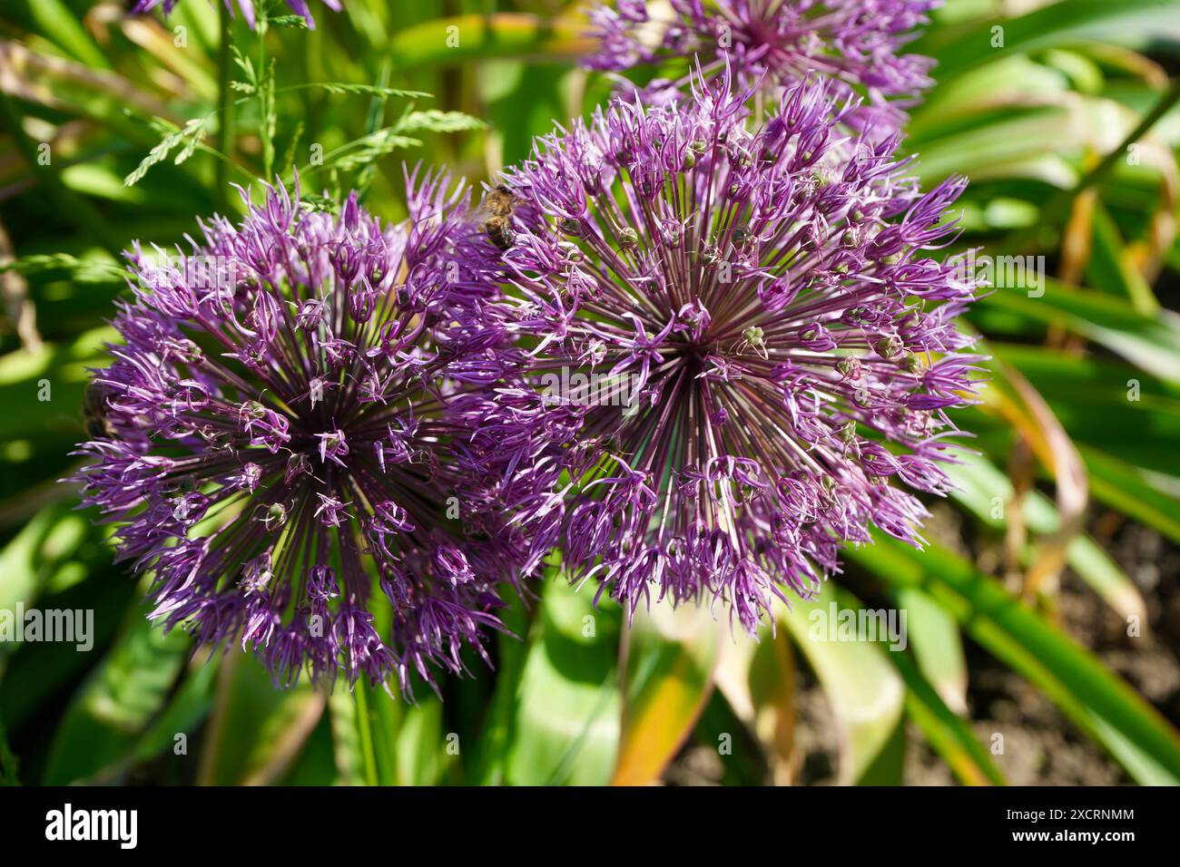 Giant onion hi-res stock photography and images - Alamy