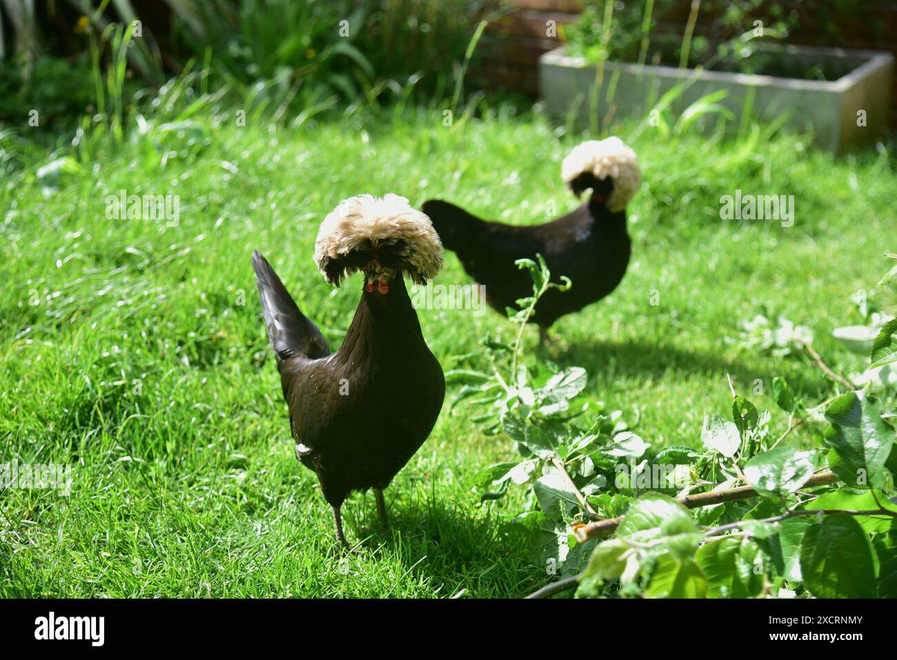 White crested polish bantam hi-res stock photography and images - Alamy