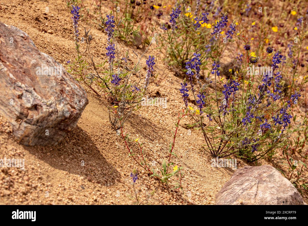 Intimate Sonoran wildflower landscape along highway 77 (Globe to Tucson ...