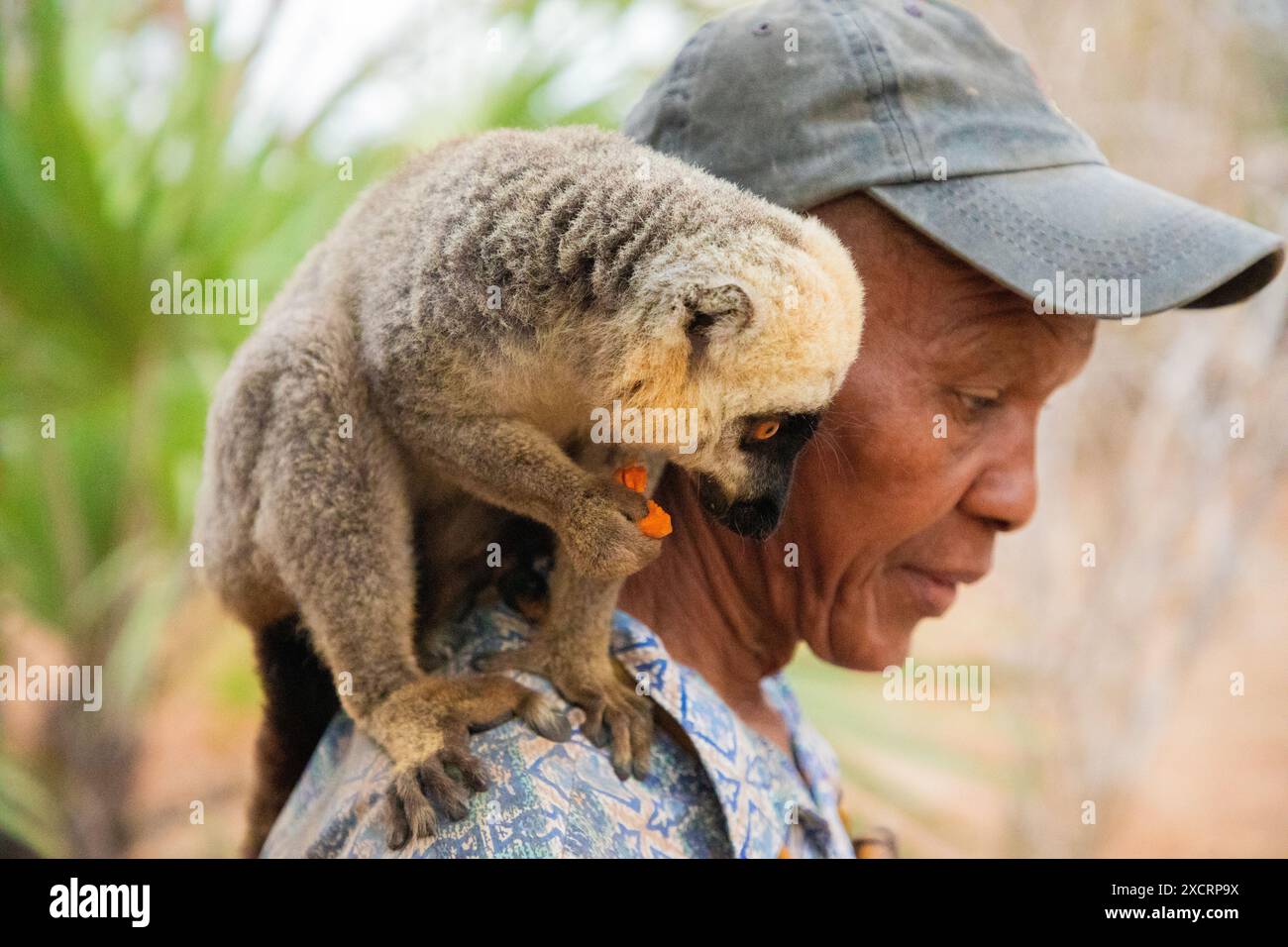 Madagascar. 19 october 2023. flock of brown lemurs takes food from a ...