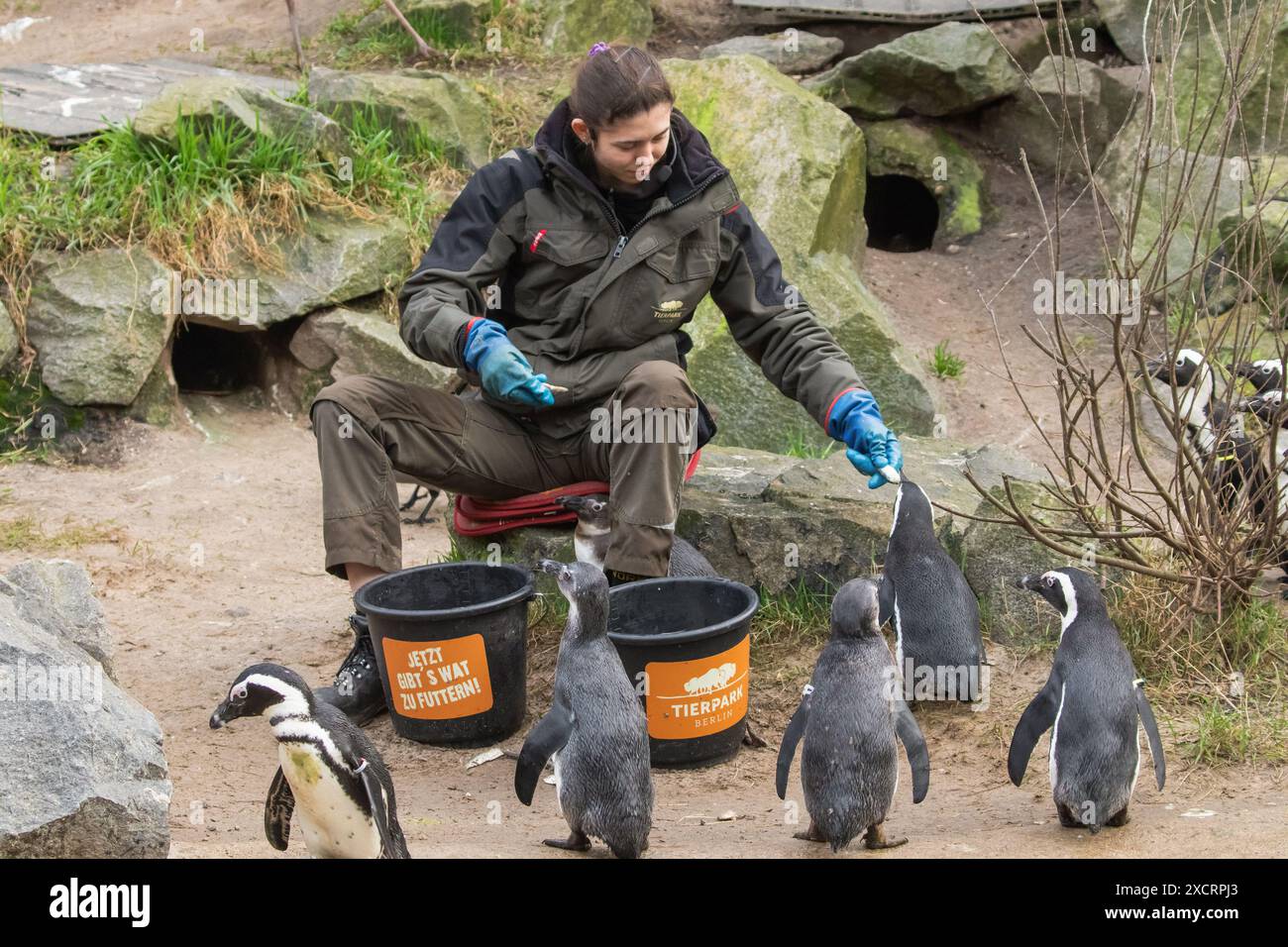 Little penguin fish hi-res stock photography and images - Alamy