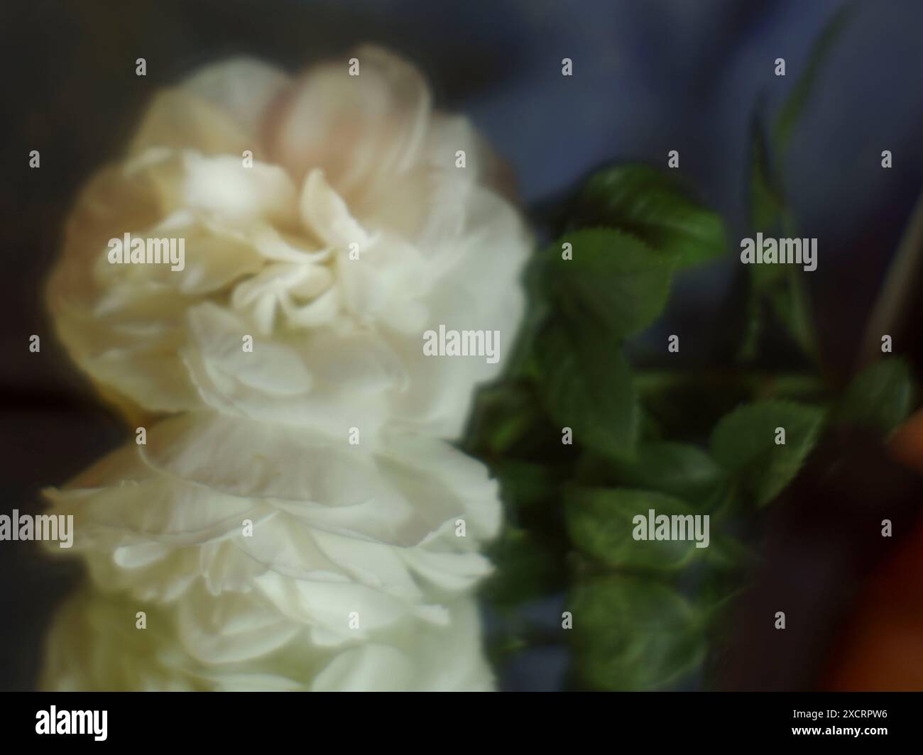 Deceptively simple poster ready high resolution White Peony flower ...