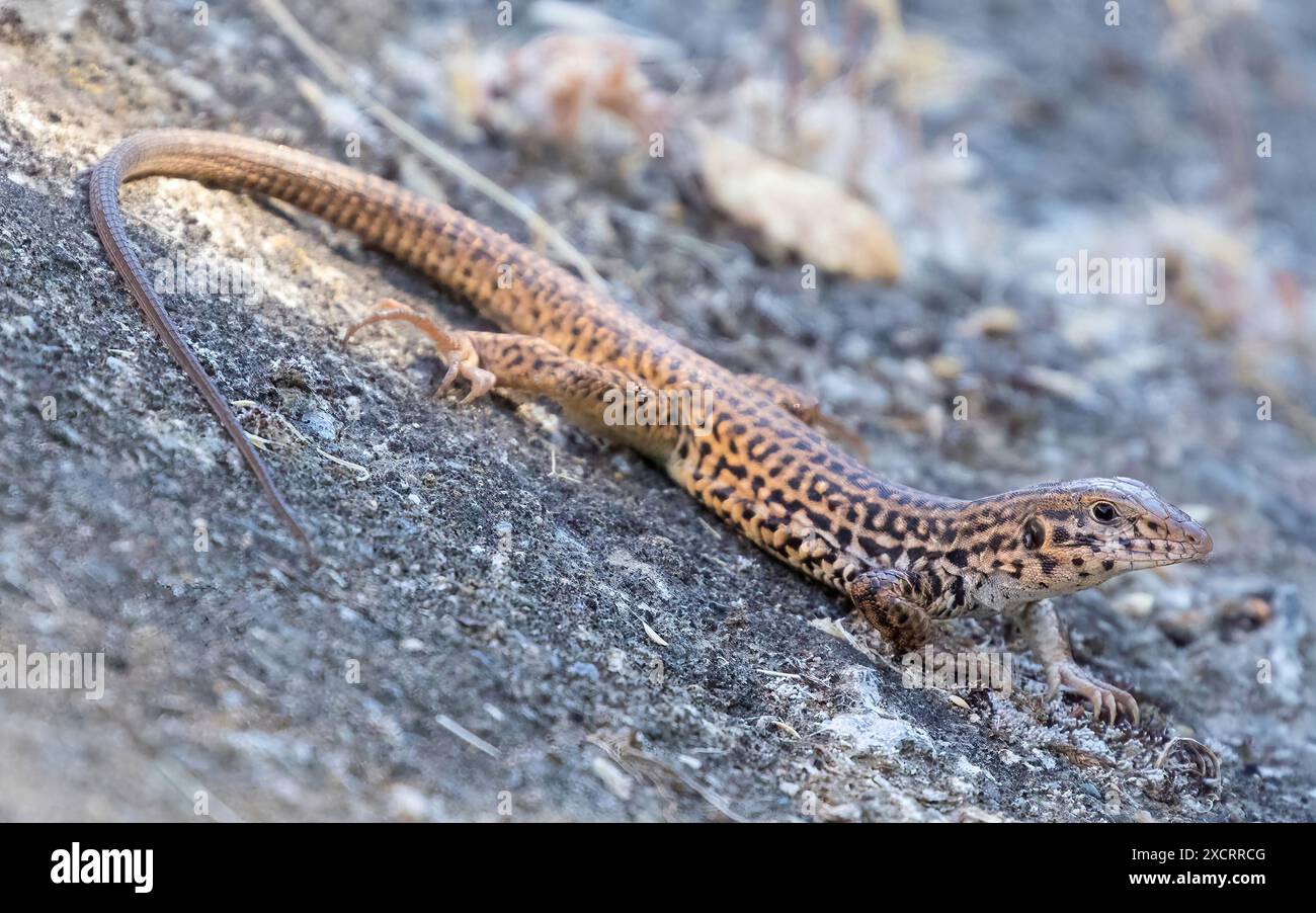 Western whiptail lizard hi-res stock photography and images - Alamy