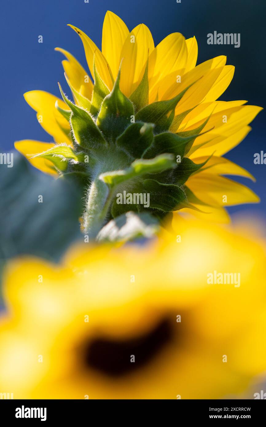 Helianthus annuus yellow common hi-res stock photography and images - Alamy