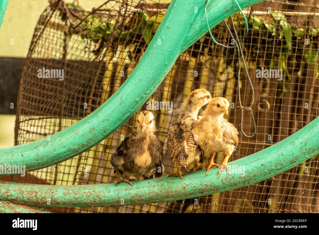 Sightseeing in Hanoi, Hà Nội - the everyday to enjoy and marvel at ...