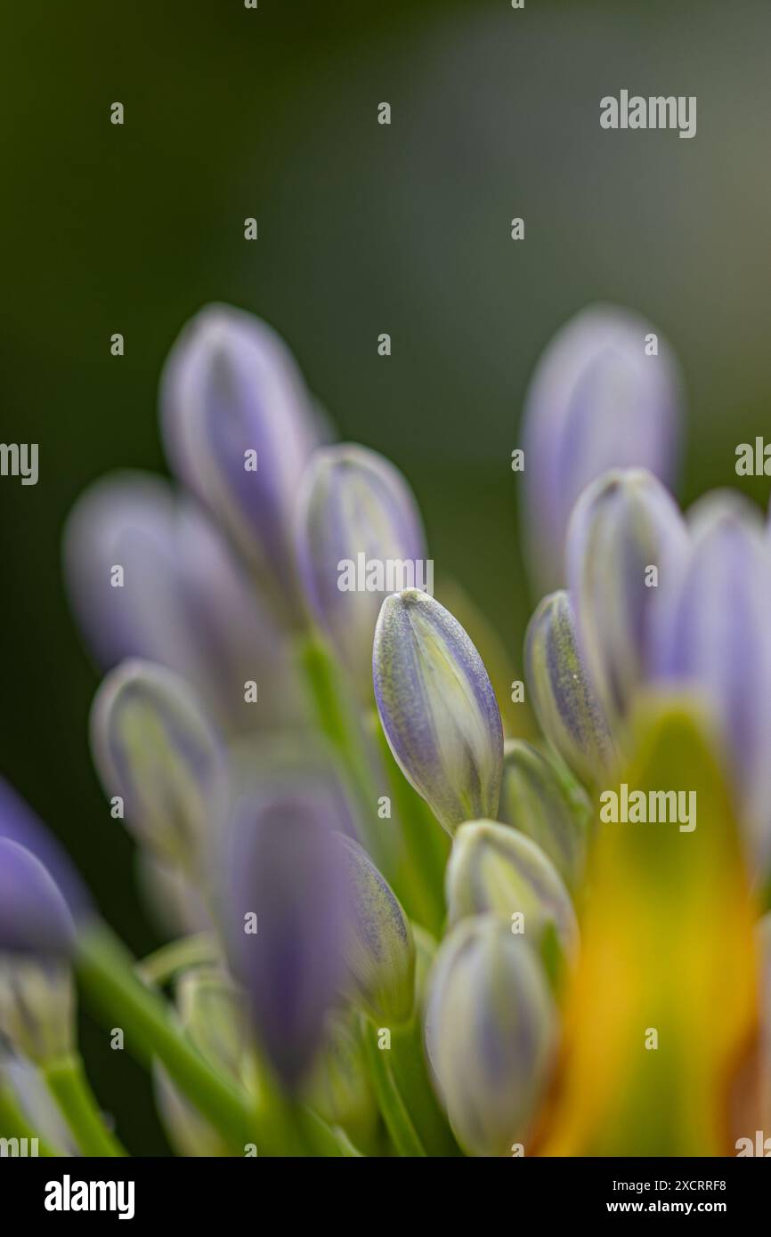 Close-up of blue buds of an african lily (agapanthus) in the sun Stock ...
