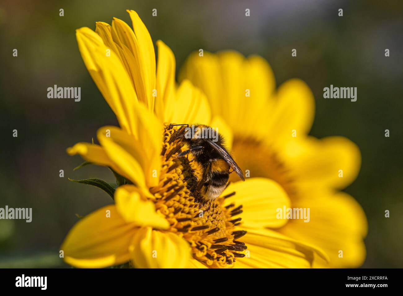 Close-up of a bumblebee (bombus) harvesting pollen on a a sunflower ...