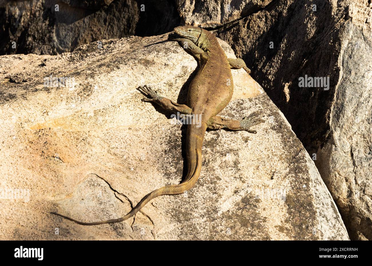 Monitor lizard basks in sun hi-res stock photography and images - Alamy