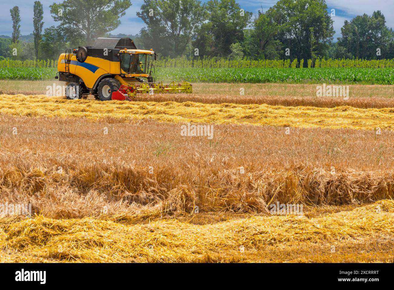 Agricultural combine harvester harvesting grain. Agricultural machine ...
