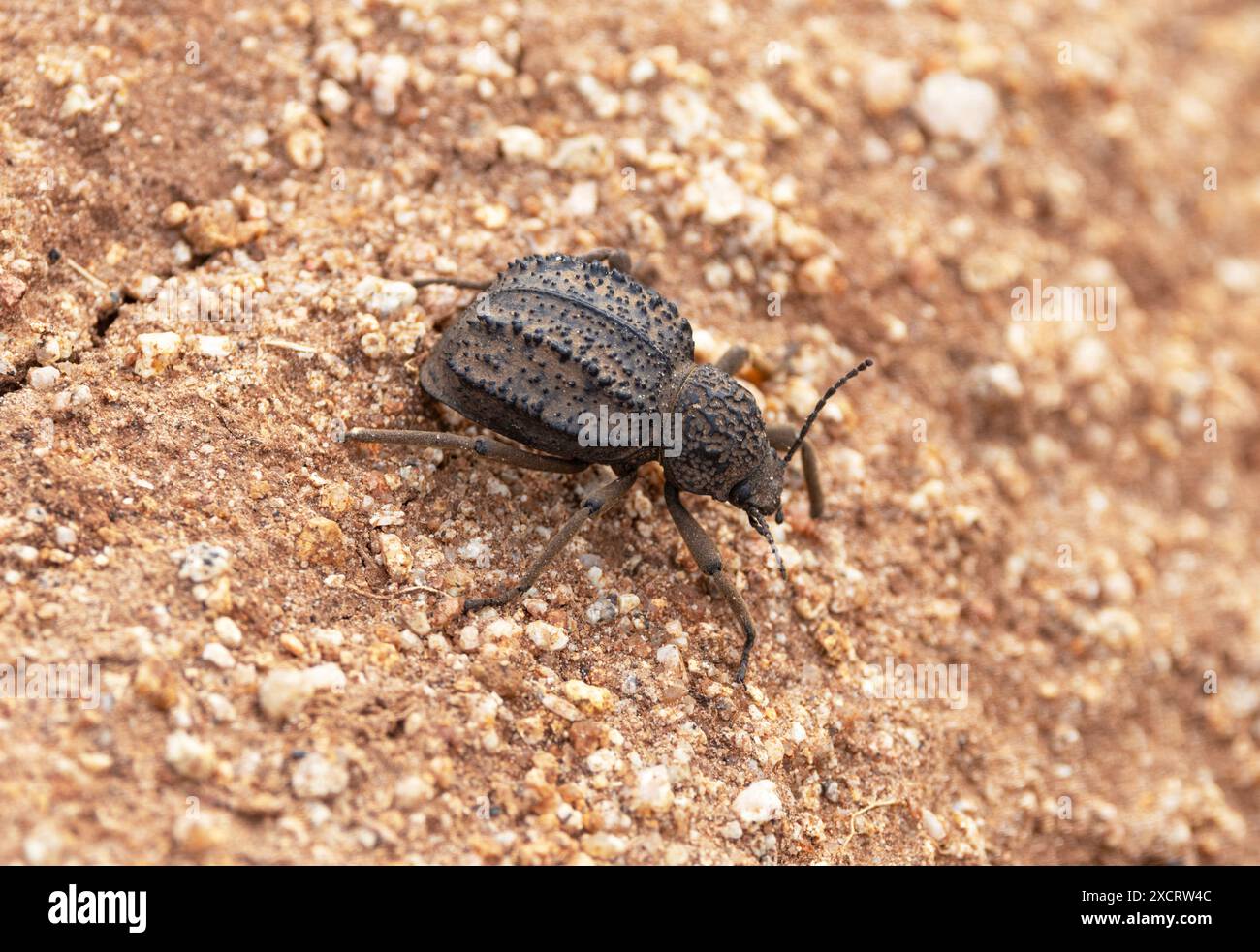 The warty Stone Beetle has a robust body and a nearly indestructible ...