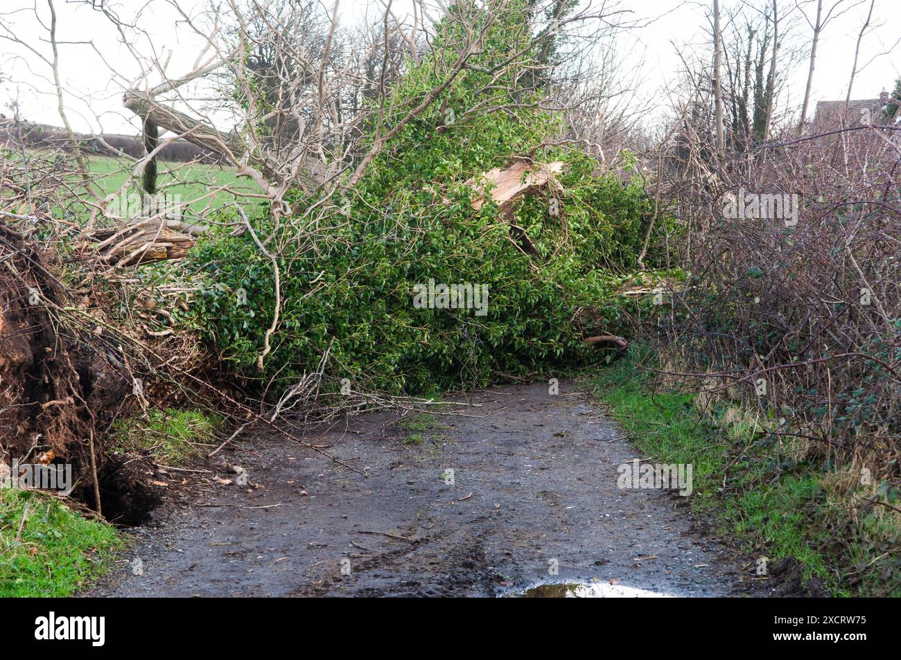 Farm Track blocked by a fallen tree,, Slyne, Near Lancaster, England ...