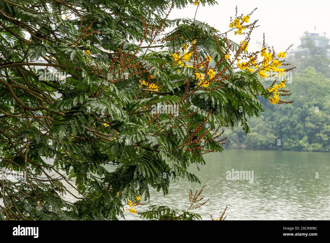 Stunning and pendulous Osaka blossoms, Cassia fistula in bloom, Hanoi ...