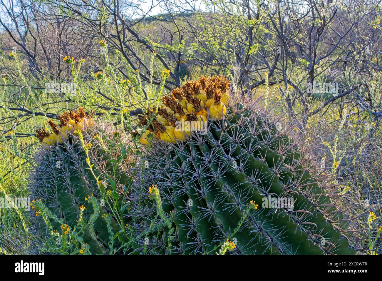 Fishhook barrel cactus hi-res stock photography and images - Alamy