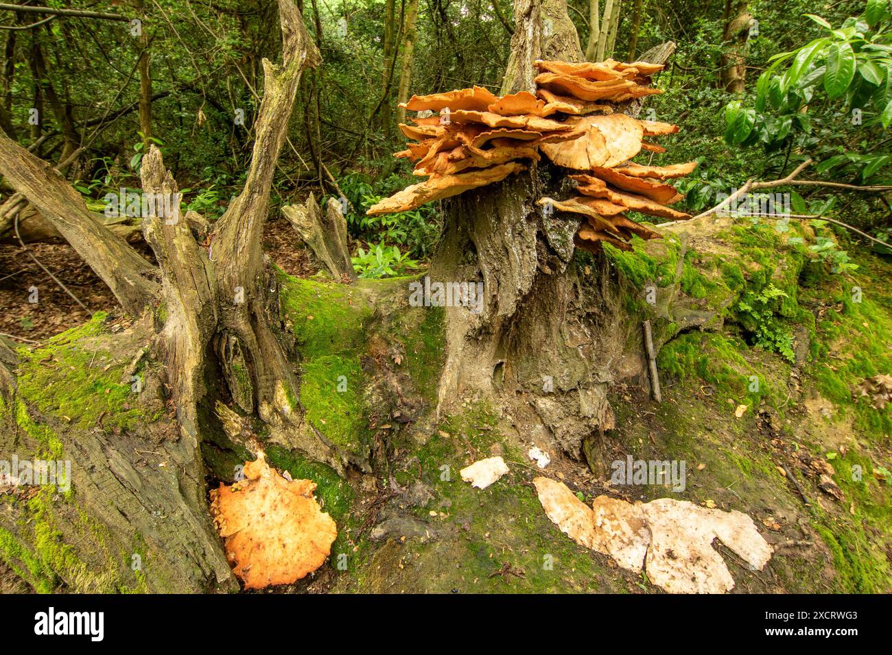 Natural intimate environmental still life of twisted tree trunk with ...