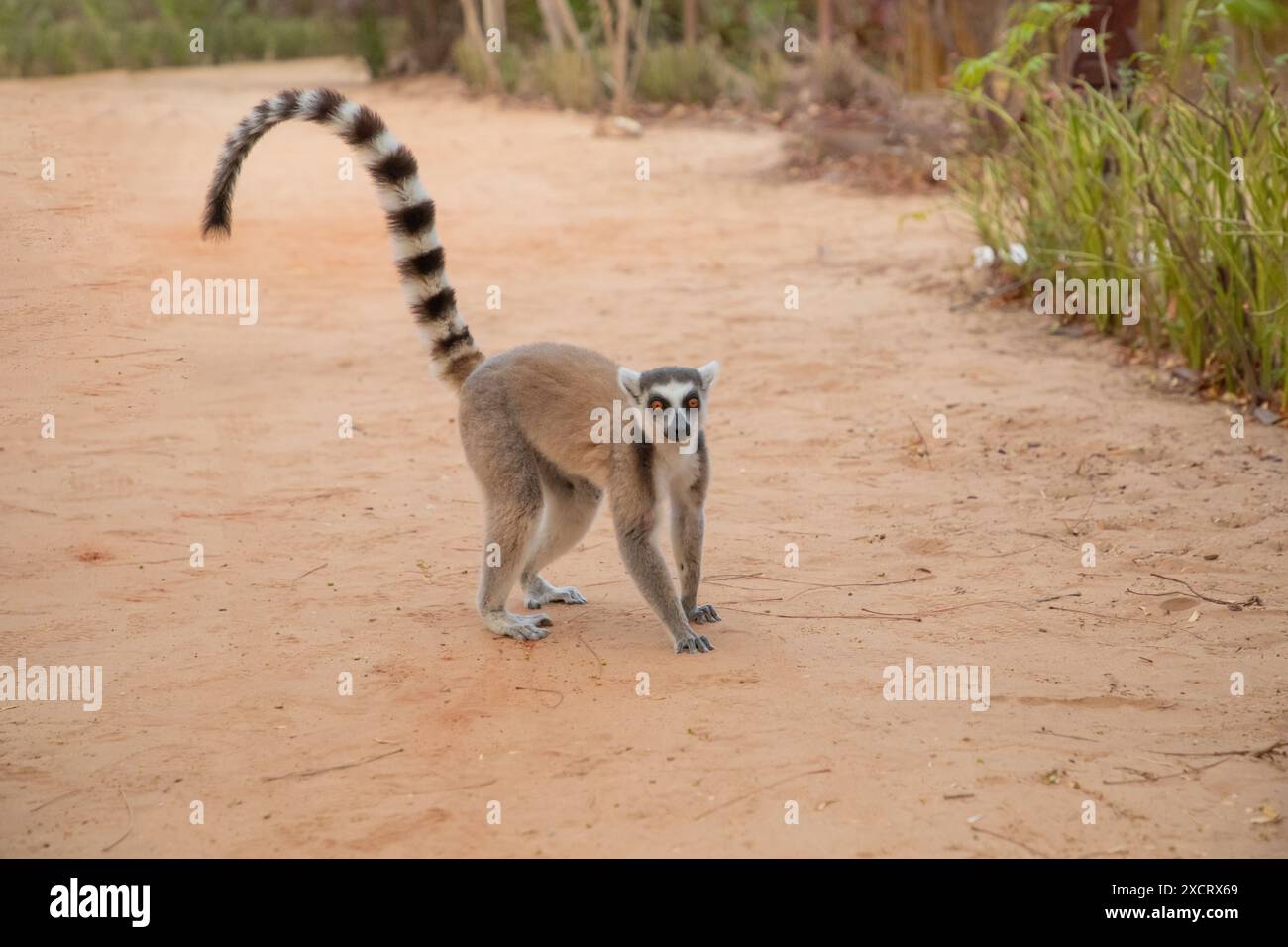 ring-tailed lemur, Lemur catta large strepsirrhine primate and most ...