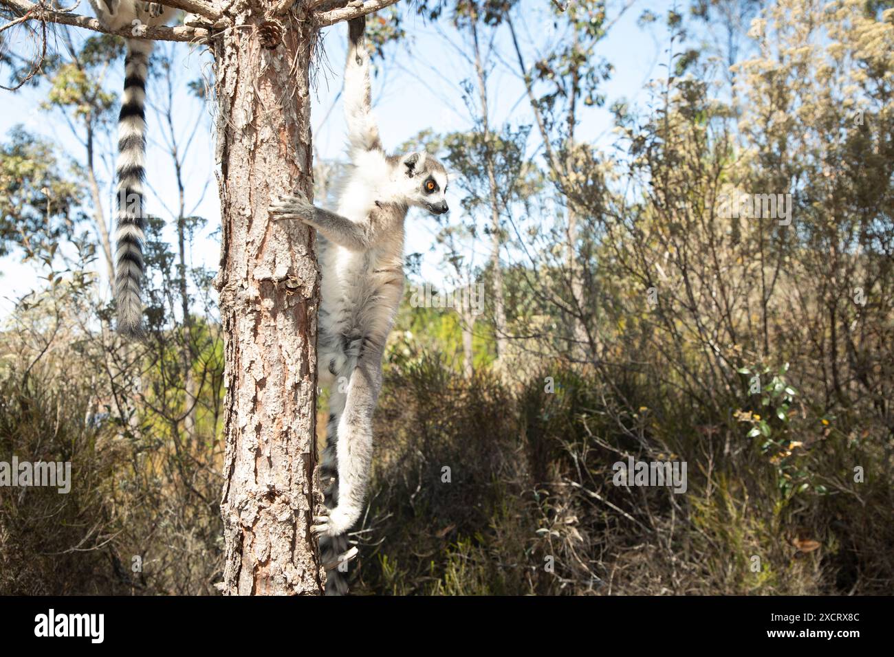ring-tailed gray lemur in natural environment in private park ...