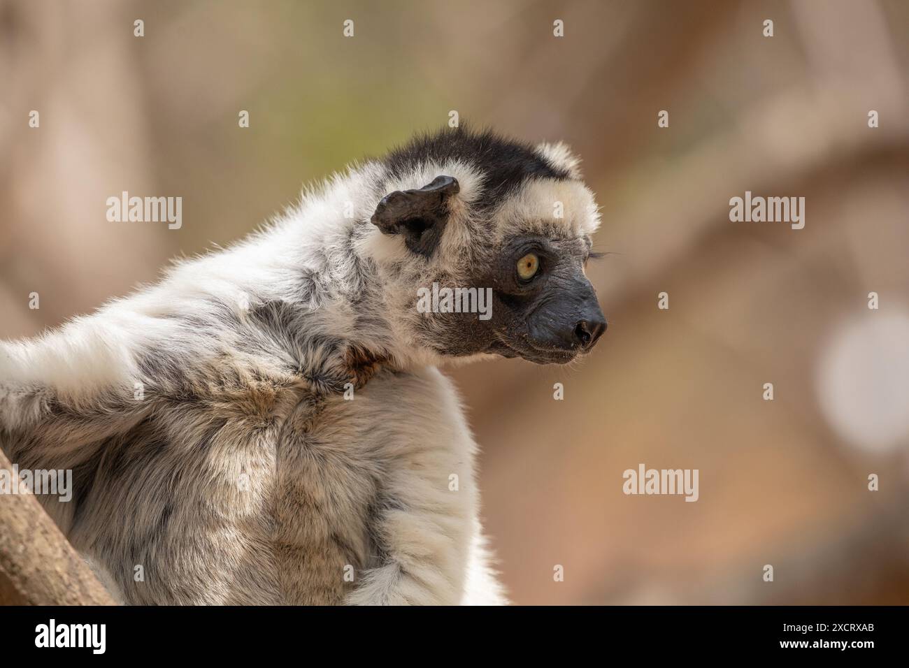 Verreaux's sifaka in Kimony hotel park. White sifaka with dark head on ...