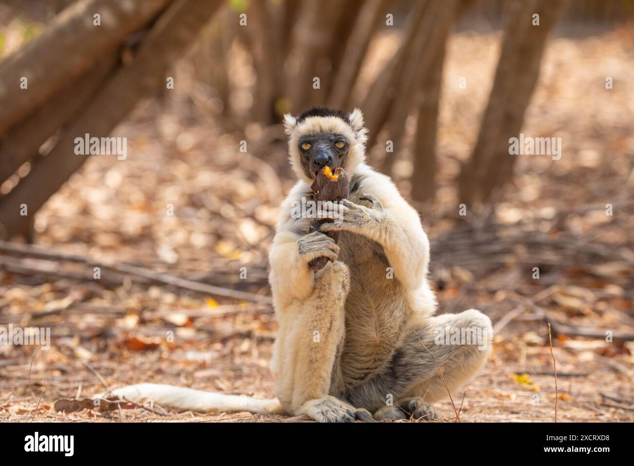 Verreaux's sifaka in Kimony hotel park. White sifaka with dark head on ...