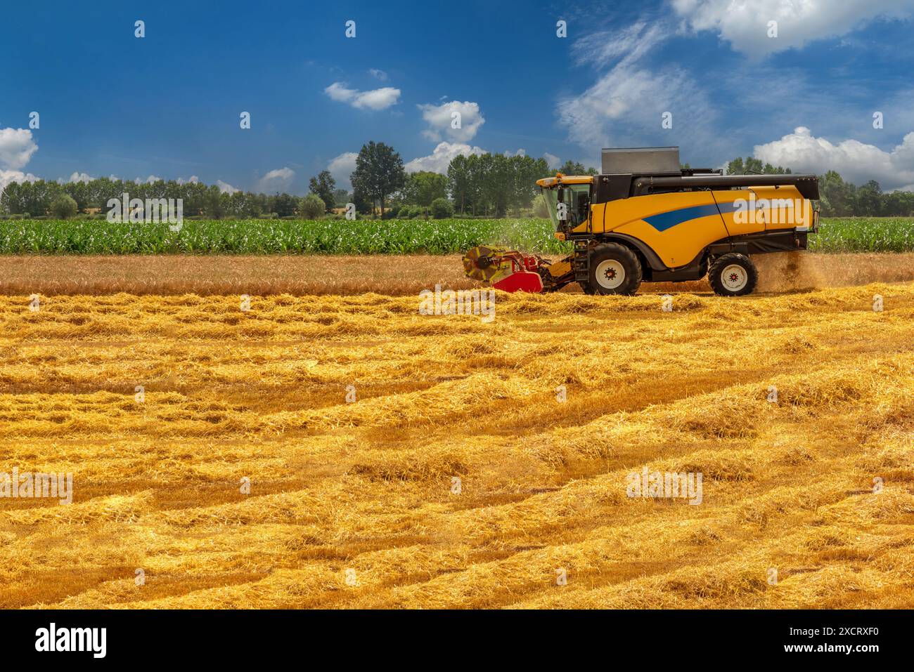 Agricultural combine harvester harvesting grain. Agricultural machine ...