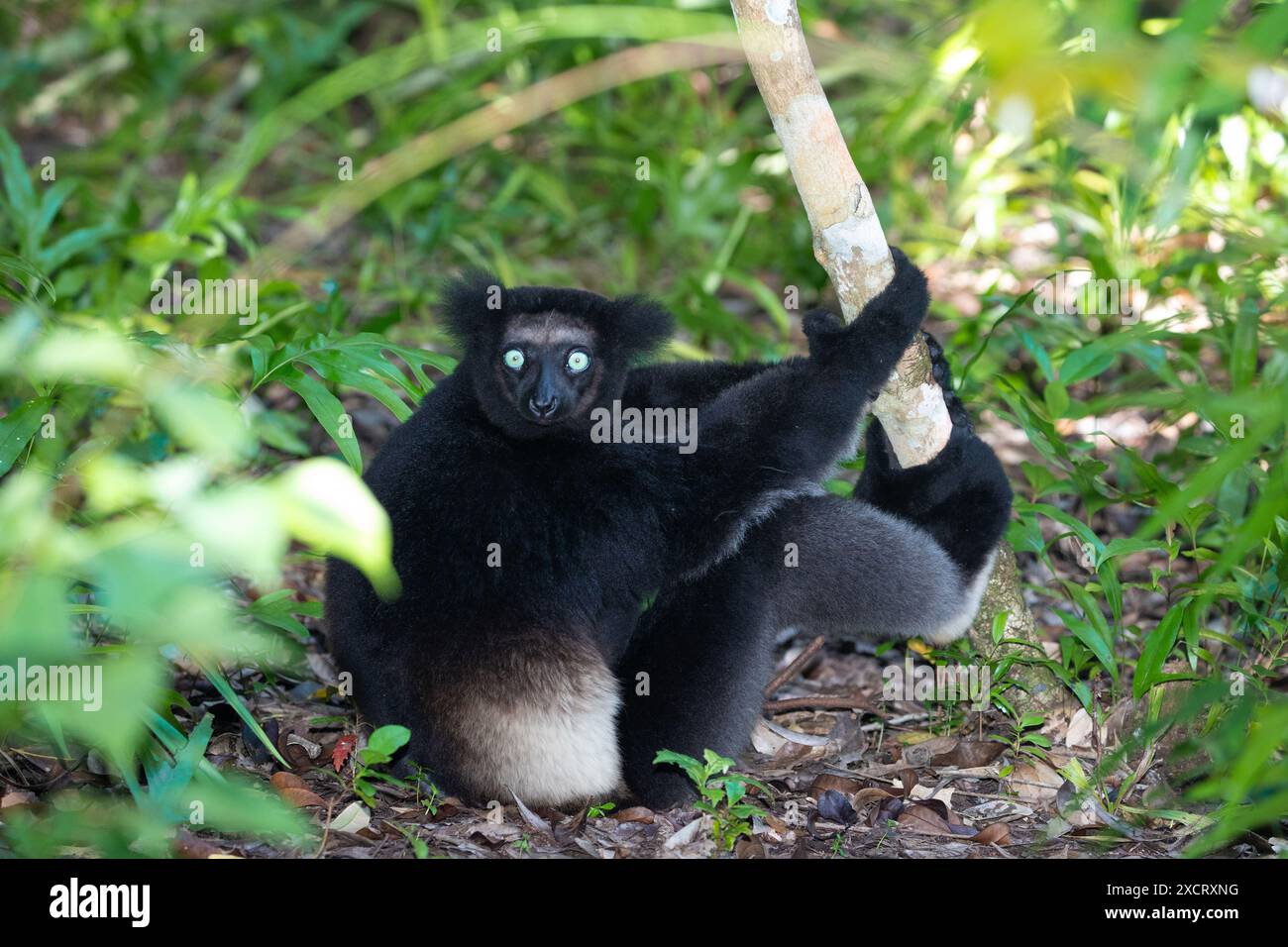 Lemur Indri indri, babakoto black and white largest lemur from ...