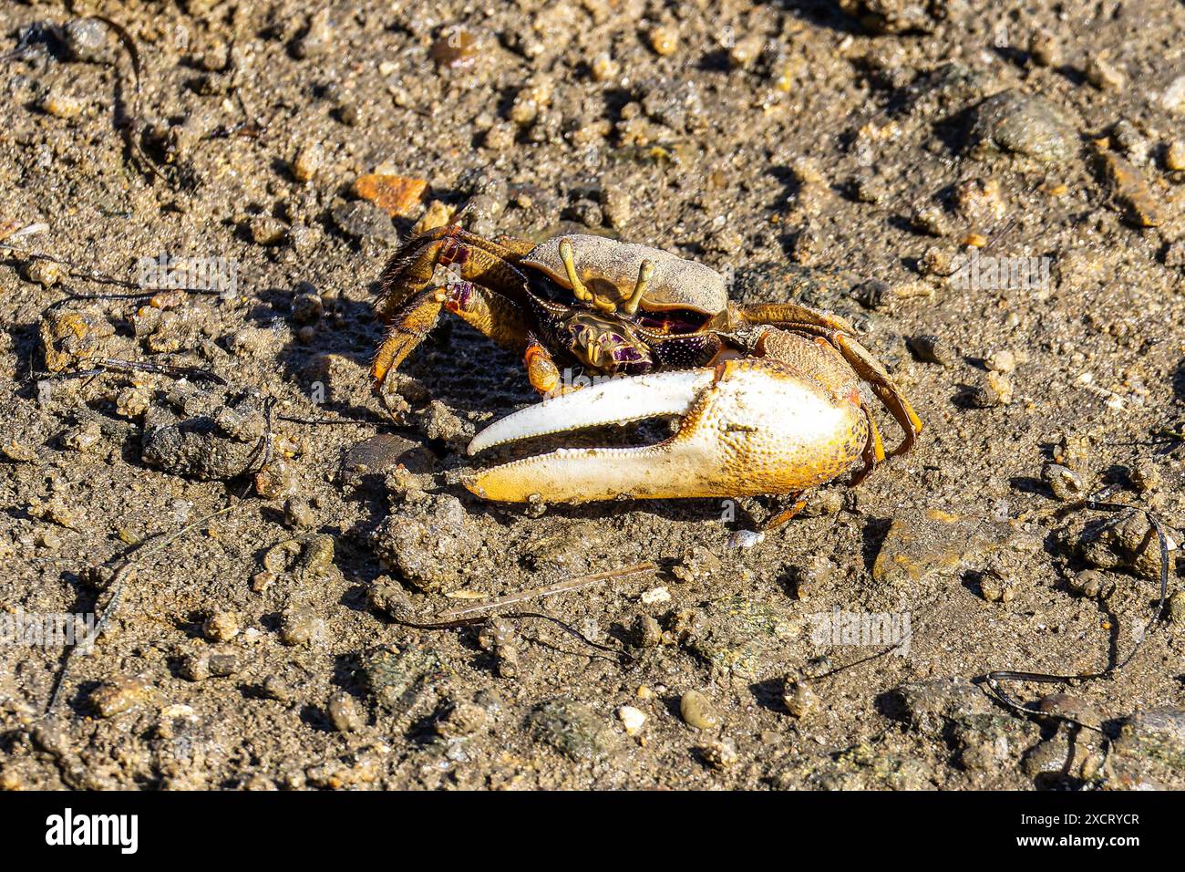Fiddler crab uca pugnax tangeri hi-res stock photography and images - Alamy