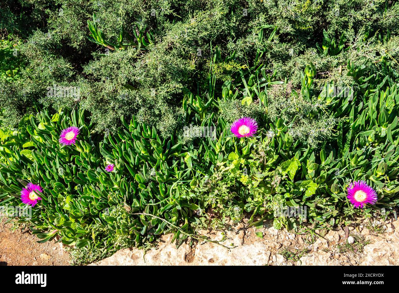 Pallenis maritima, Beach Daisy herbaceous perennial plant. Nature of ...
