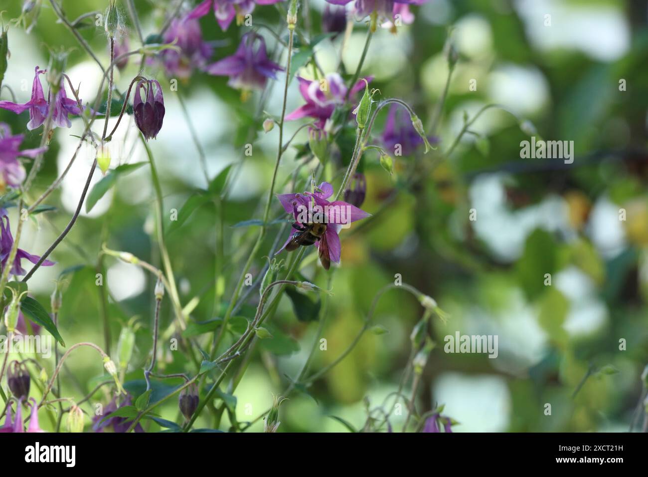 A Carpenter Bee gathering pollen from a Pink Colombine flower, in the ...