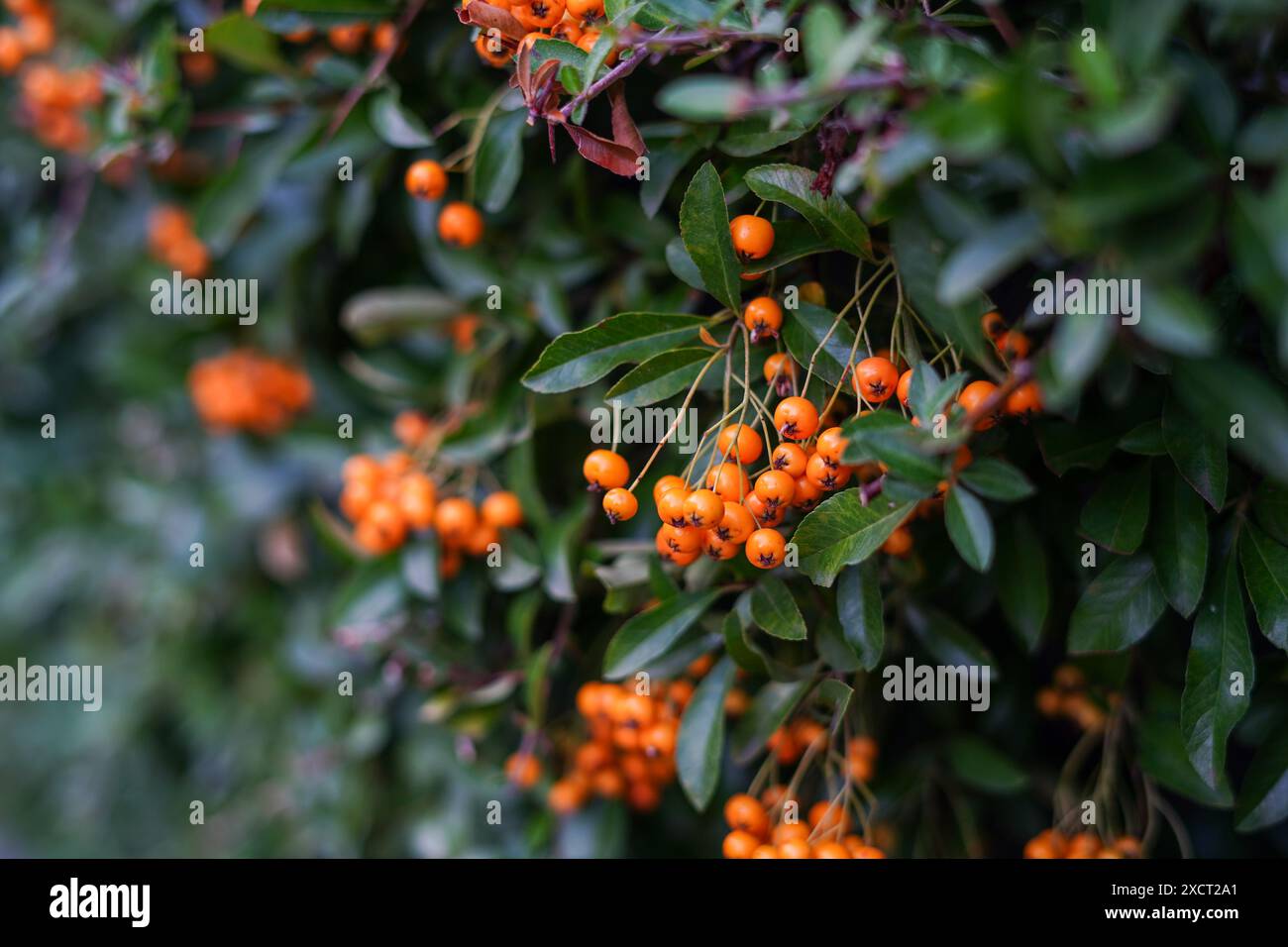 clusters of bright orange berries among green leaves on a bush Stock ...