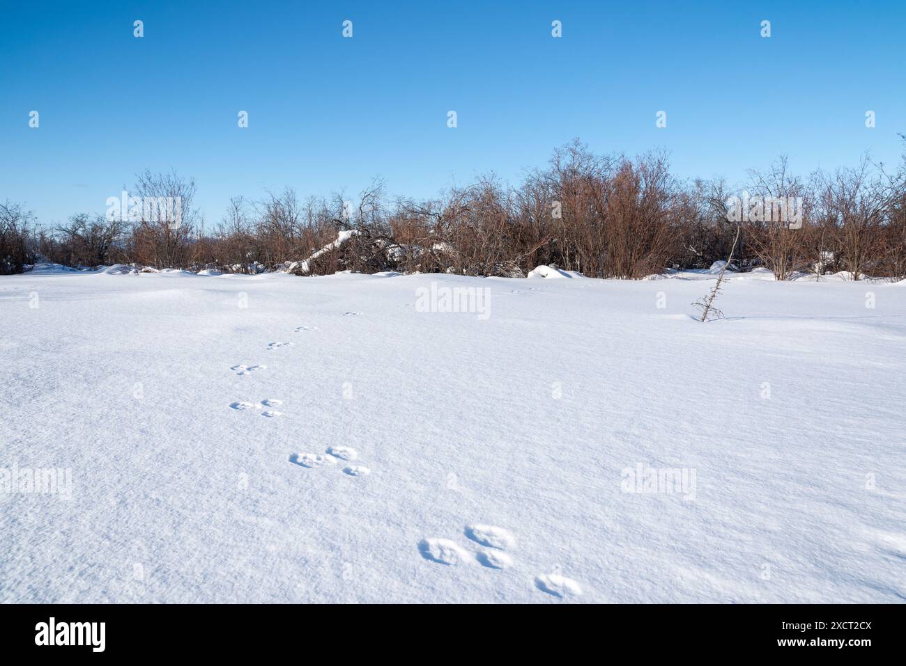 Lynx tracks in snow hi-res stock photography and images - Alamy